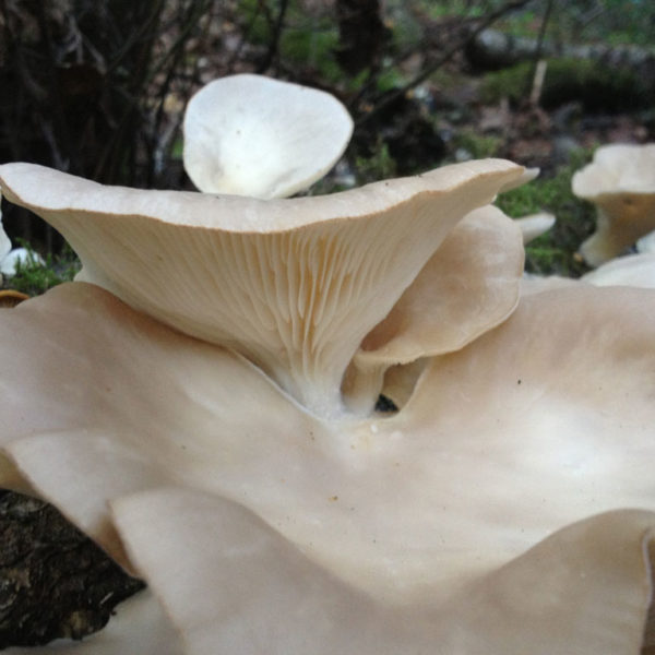 Jenni Ward ceramic sculpture | the dirt | fiddleheads and fungus